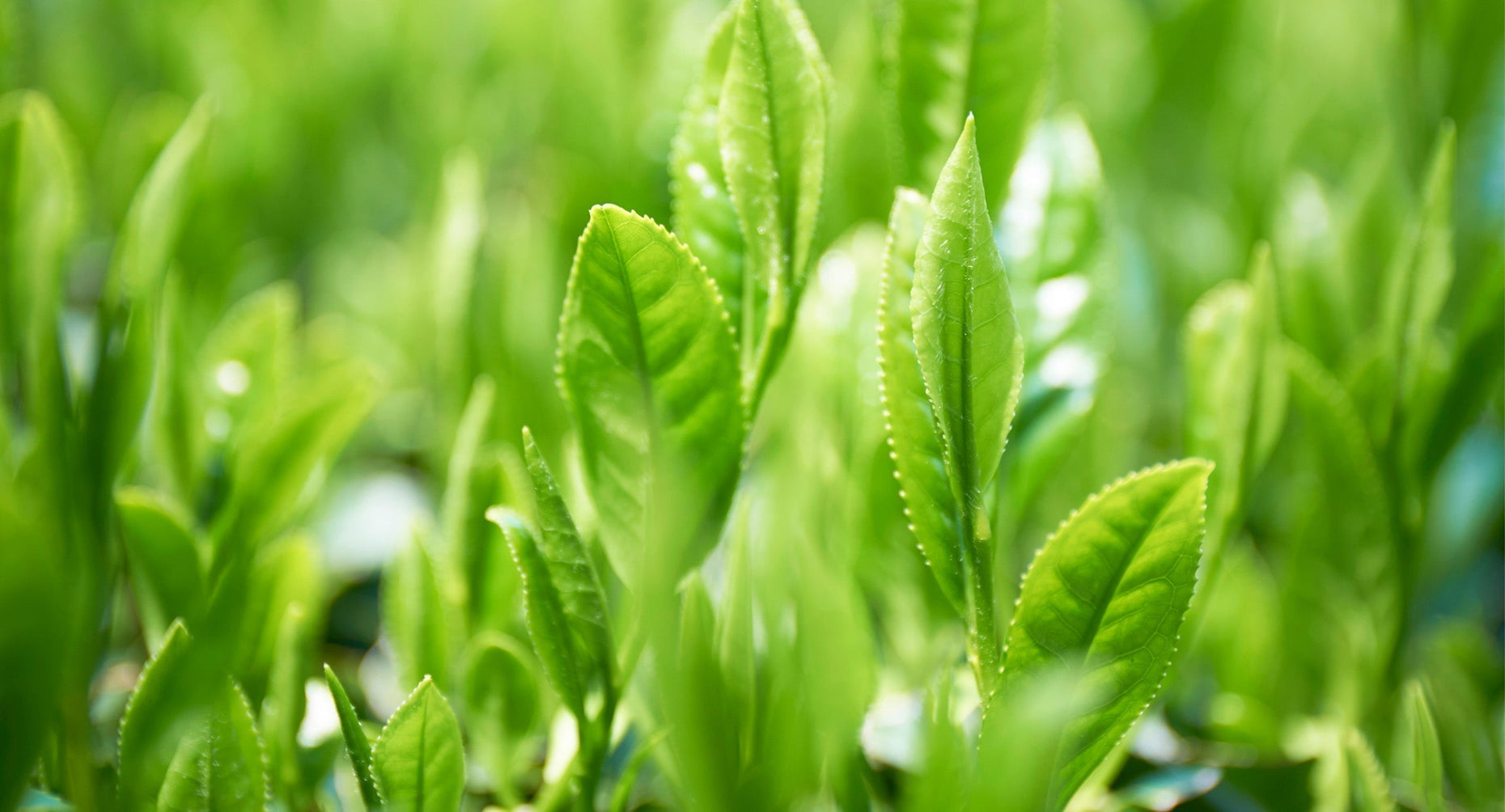 Why Matcha Prices Are Rising: A Transparent Update – Soar Organics