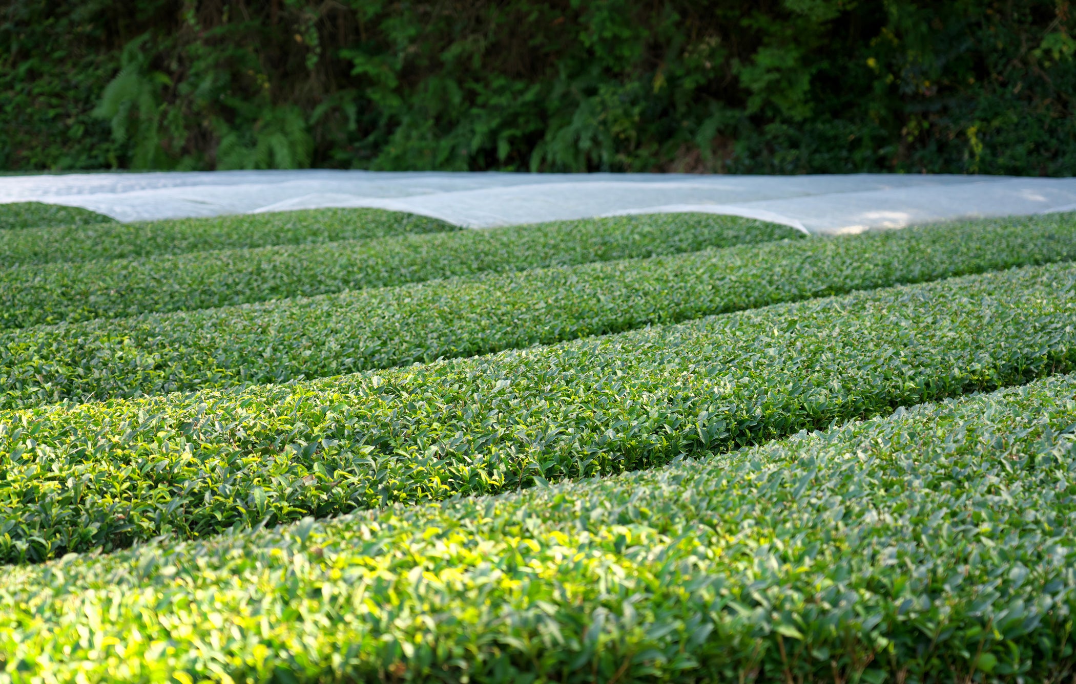 Bulk Uji Ceremonial Matcha | Soar Organics